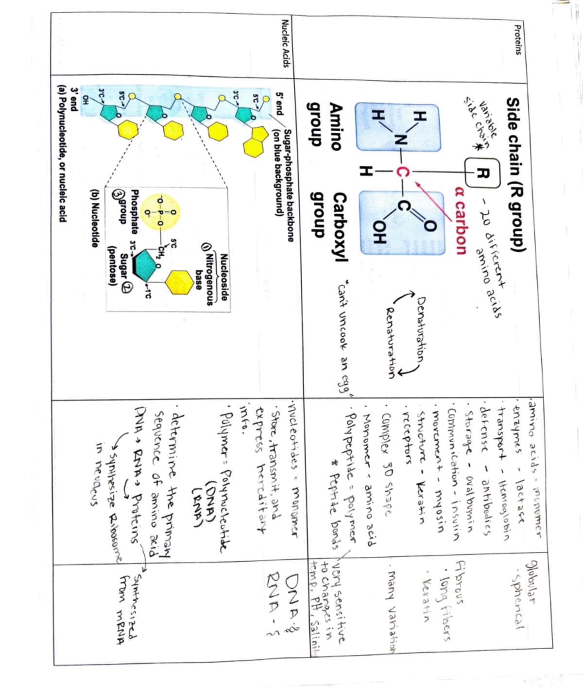 molecule notes of a protein, carbohydrate, lipid, and nucleic acids ...