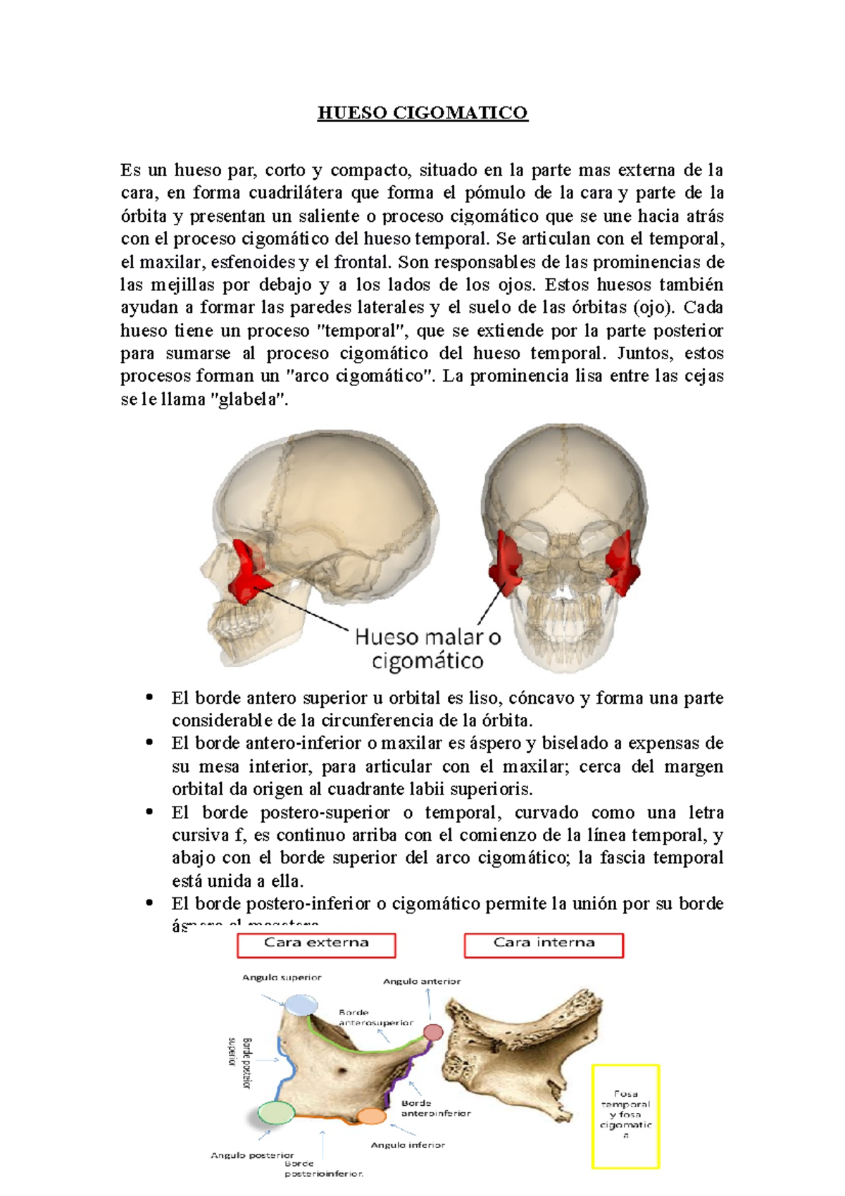 Hueso Cigomatico - HUESO CIGOMATICO Es un hueso par, corto y compacto ...
