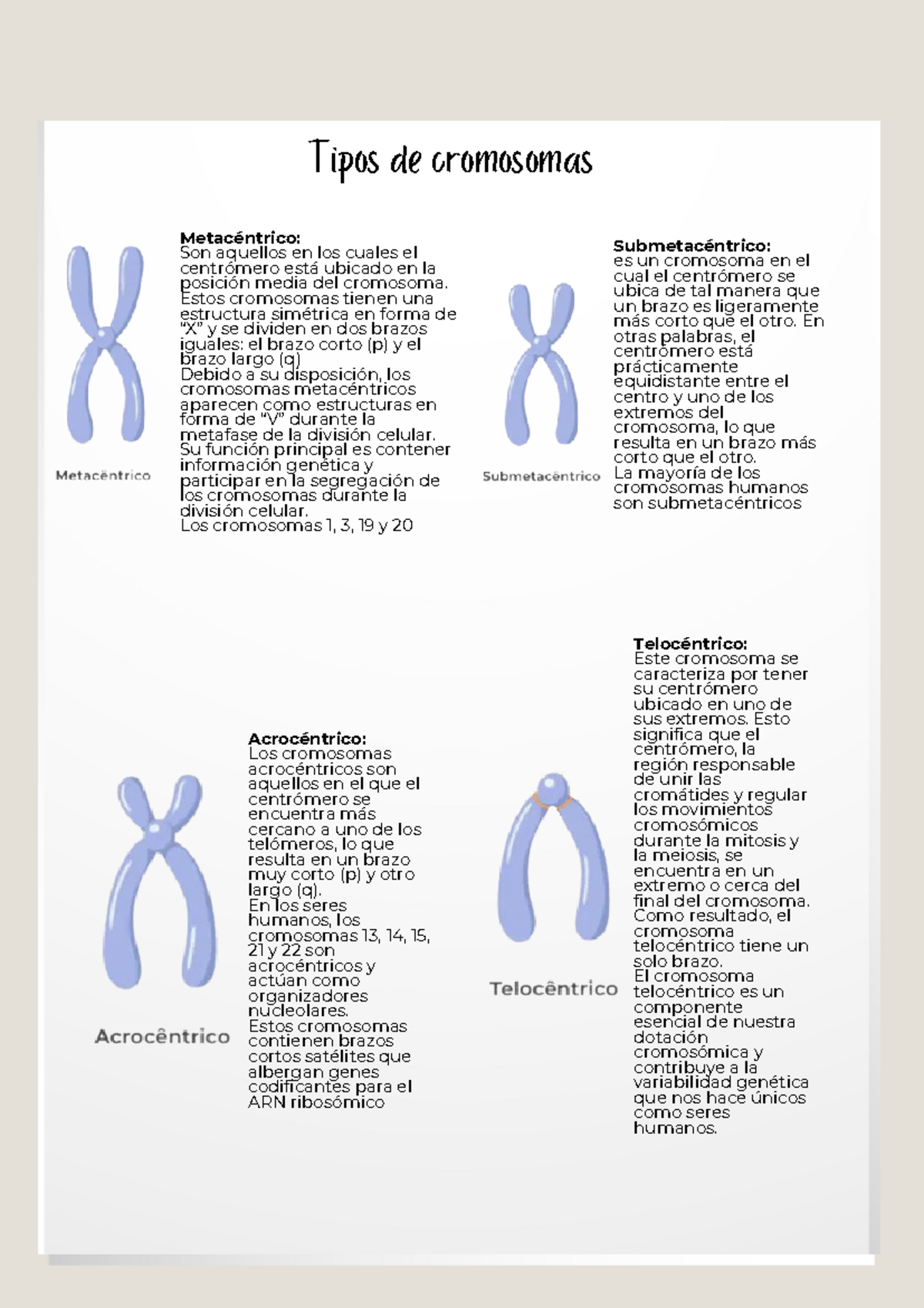 Cromosomas, códgo genetico, replicación, transcripción - Metacéntrico ...