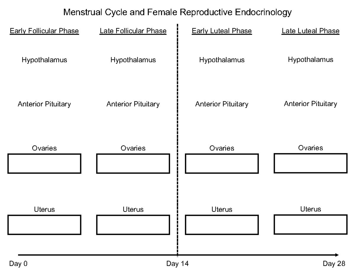 Female Reproduction Organizer - 01:119:116 - Menstrual Cycle and Female ...