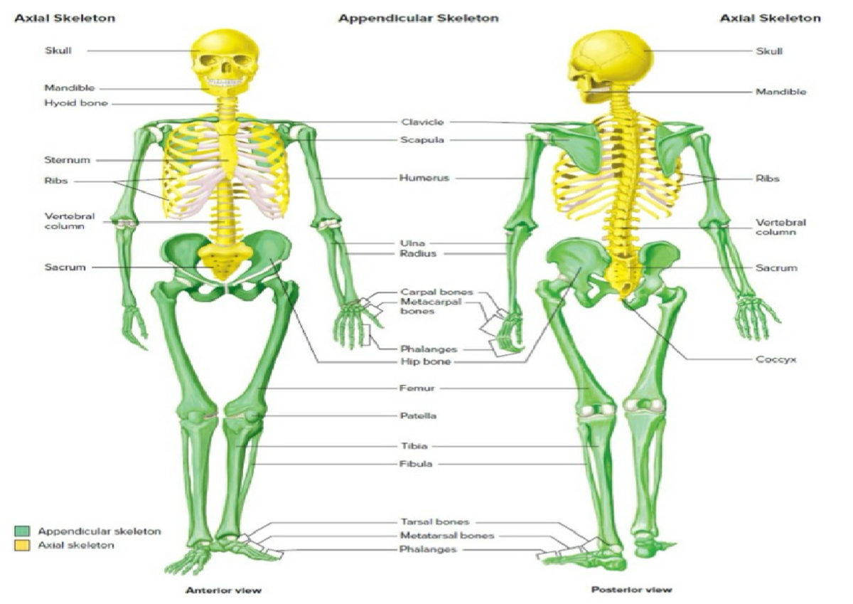 Skeletal system - For Lab reviewer - Axlal Skeleton Appendicular ...