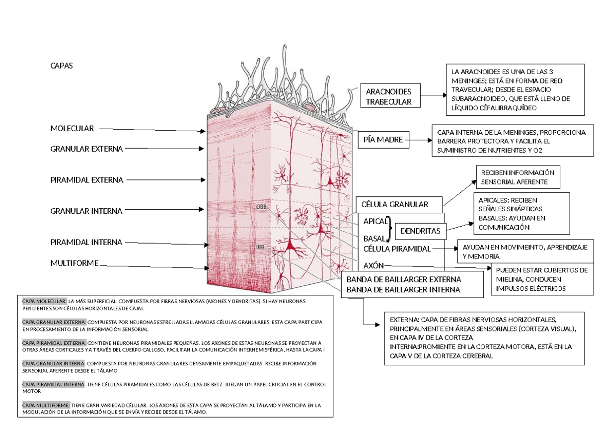 HistologíA - histología - CAPAS MOLECULAR GRANULAR EXTERNA PIRAMIDAL ...
