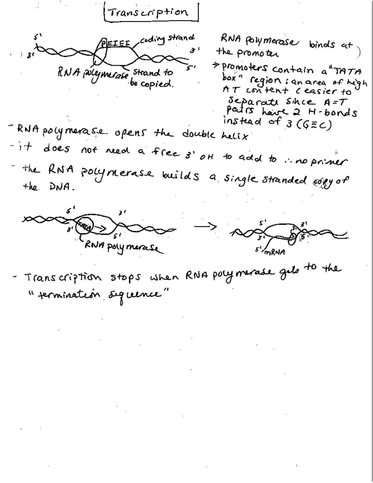 013b Transcription - Hdheh - BIO 2382B - Studocu