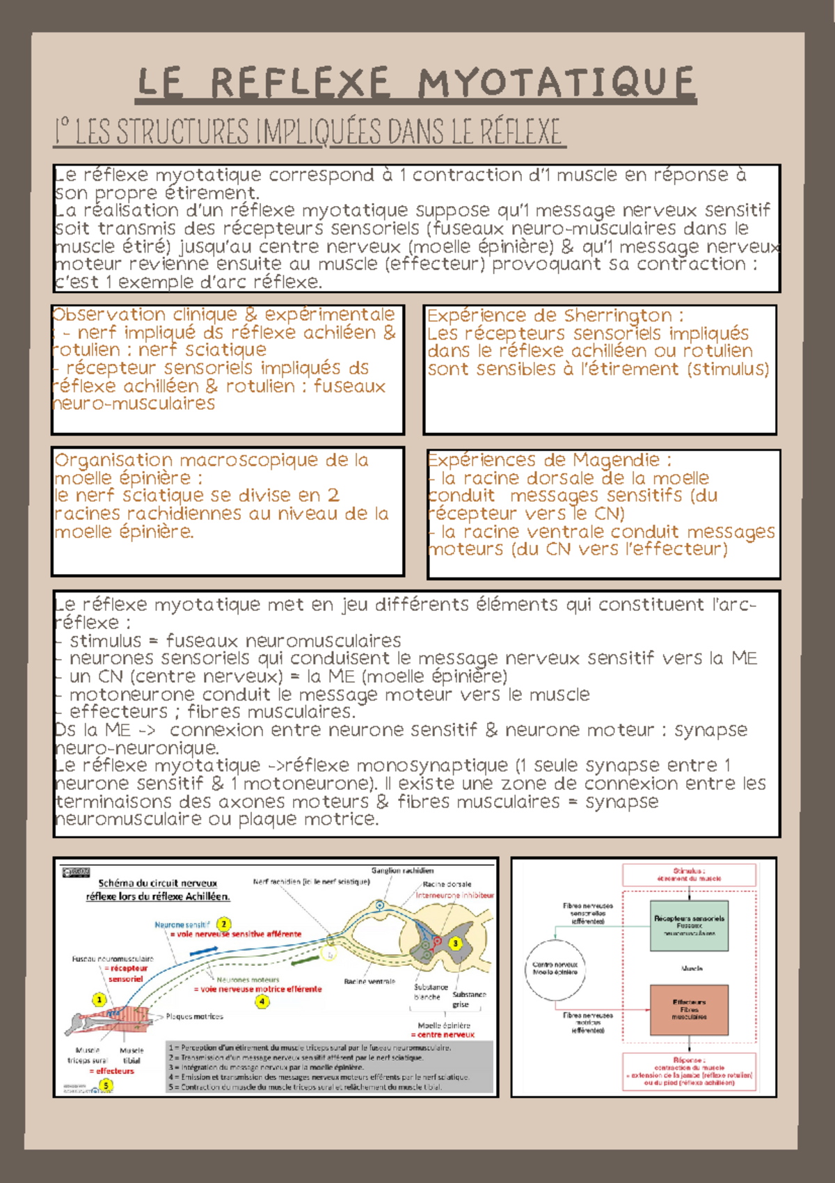Svt réflexe myotatique - LE REFLEXE MYOTATIQUE I° LES STRUCTURES ...