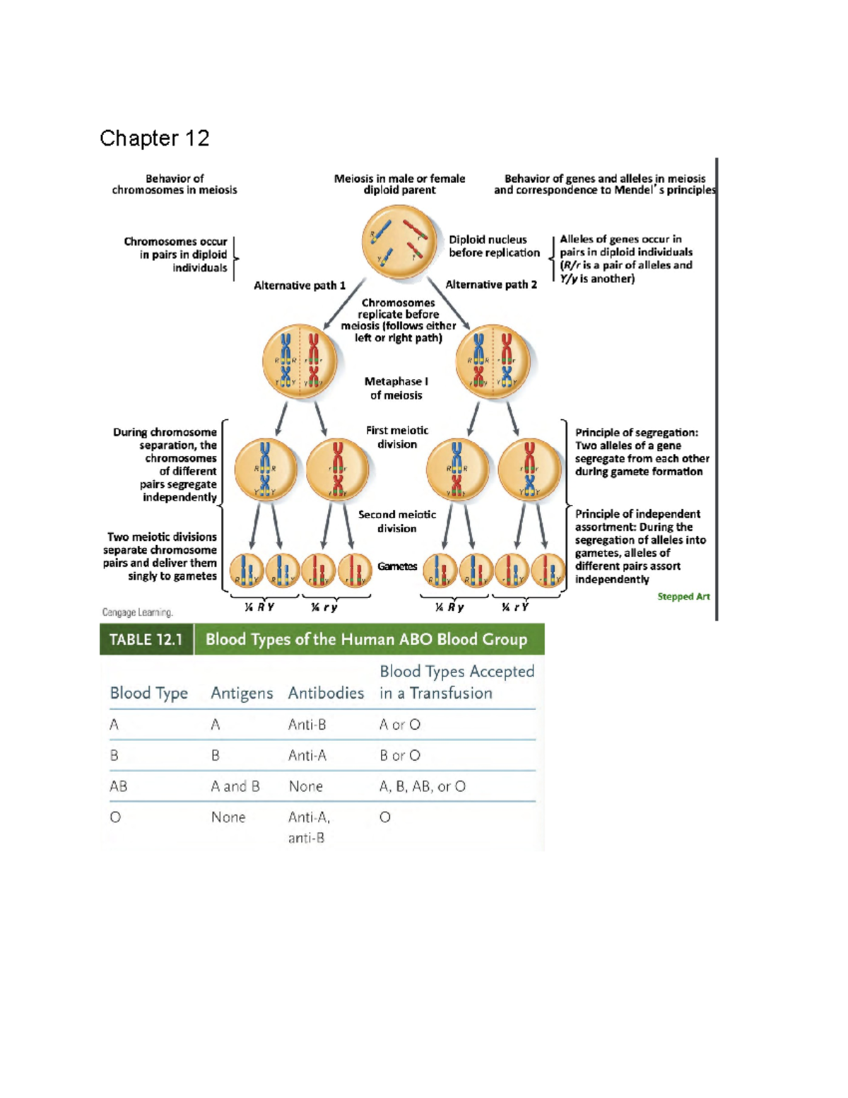 Exam 3 important Diagrams - BIOL 1107 - Chapter Chapter Chapter - Studocu