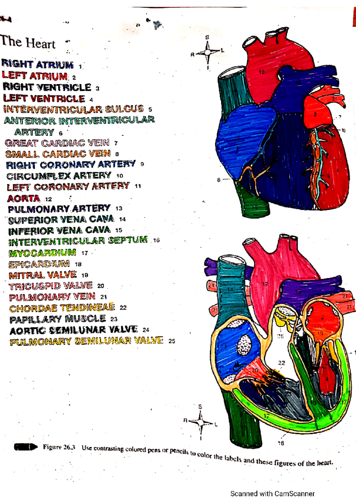 Cardiovascular System - MEDICAL LABORATORY SCIENE - Studocu