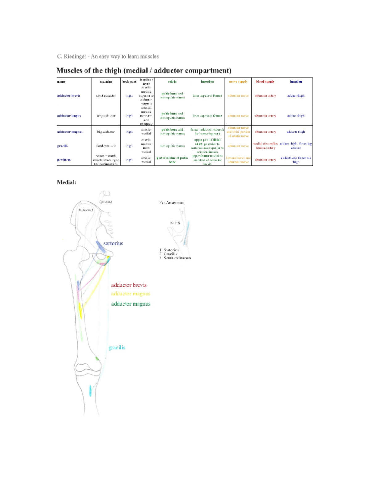 Muscle study guide - Lecture notes entire course - C. Riedinger An easy ...