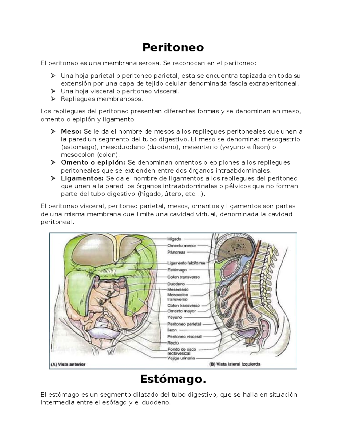 Resumen modulo 1 Anatomia - Peritoneo El peritoneo es una membrana ...