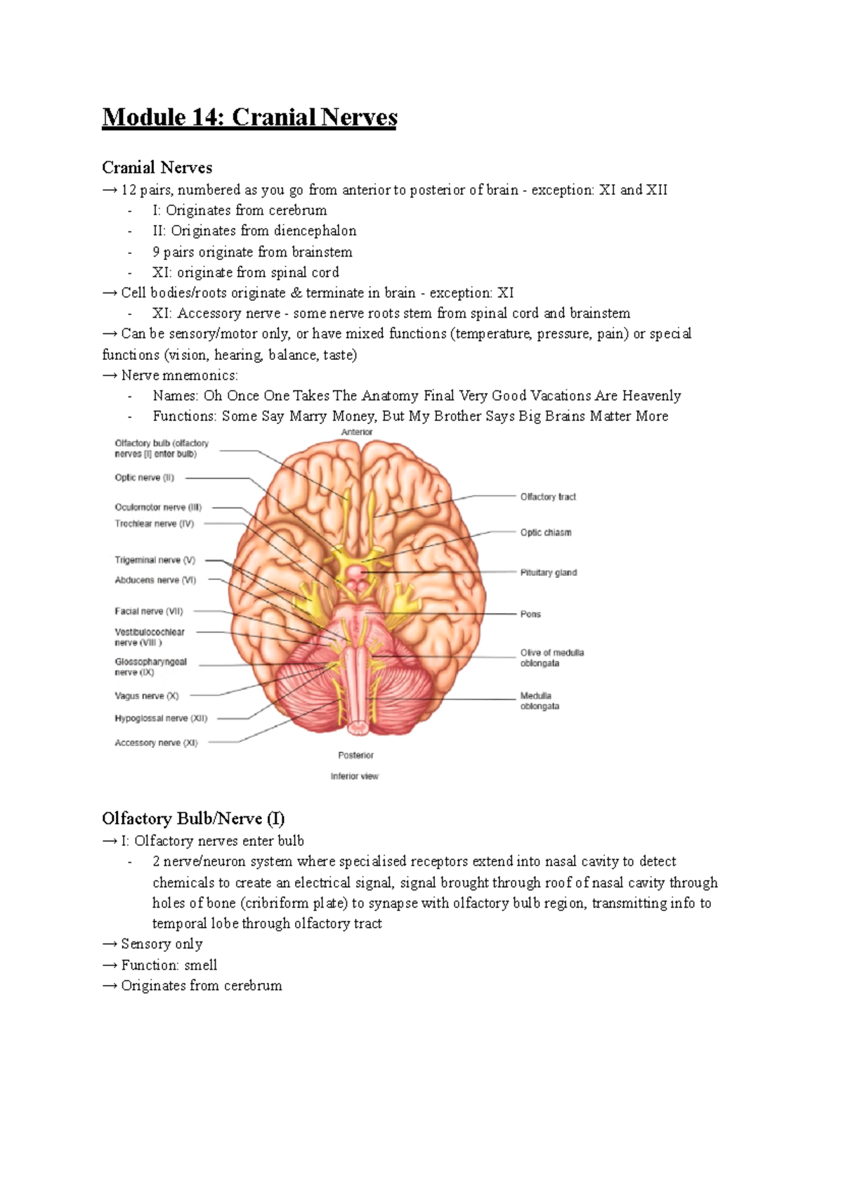 Modules of Kin 2 - Module 14: Cranial Nerves Cranial Nerves → 12 pairs ...