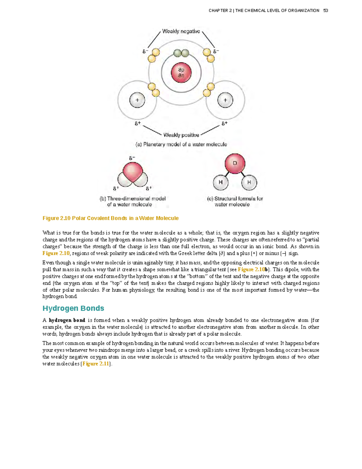 Anatomy-physiology-21 - Figure 2 Polar Covalent Bonds in a Water ...