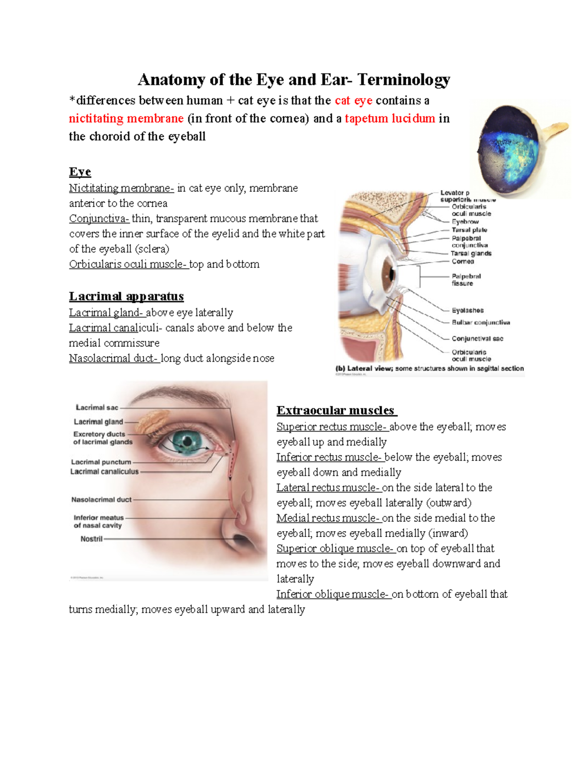 Lab 7 Quiz Eye and Ear - anatomy physiology review for lab practical ...