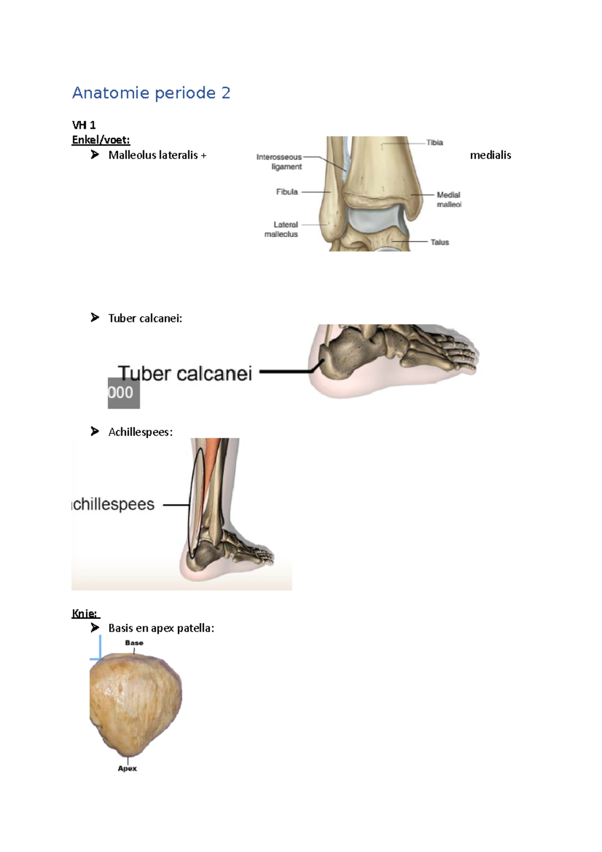Anatomie periode 2 - Volgorde inspectie: Van dorsaal/ventraal en ...
