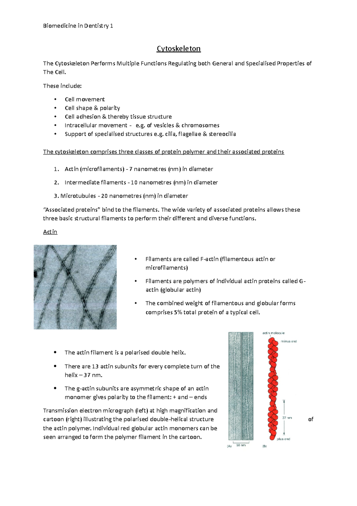 3. Cytoskeleton - Cytoskeleton The Cytoskeleton Performs Multiple ...