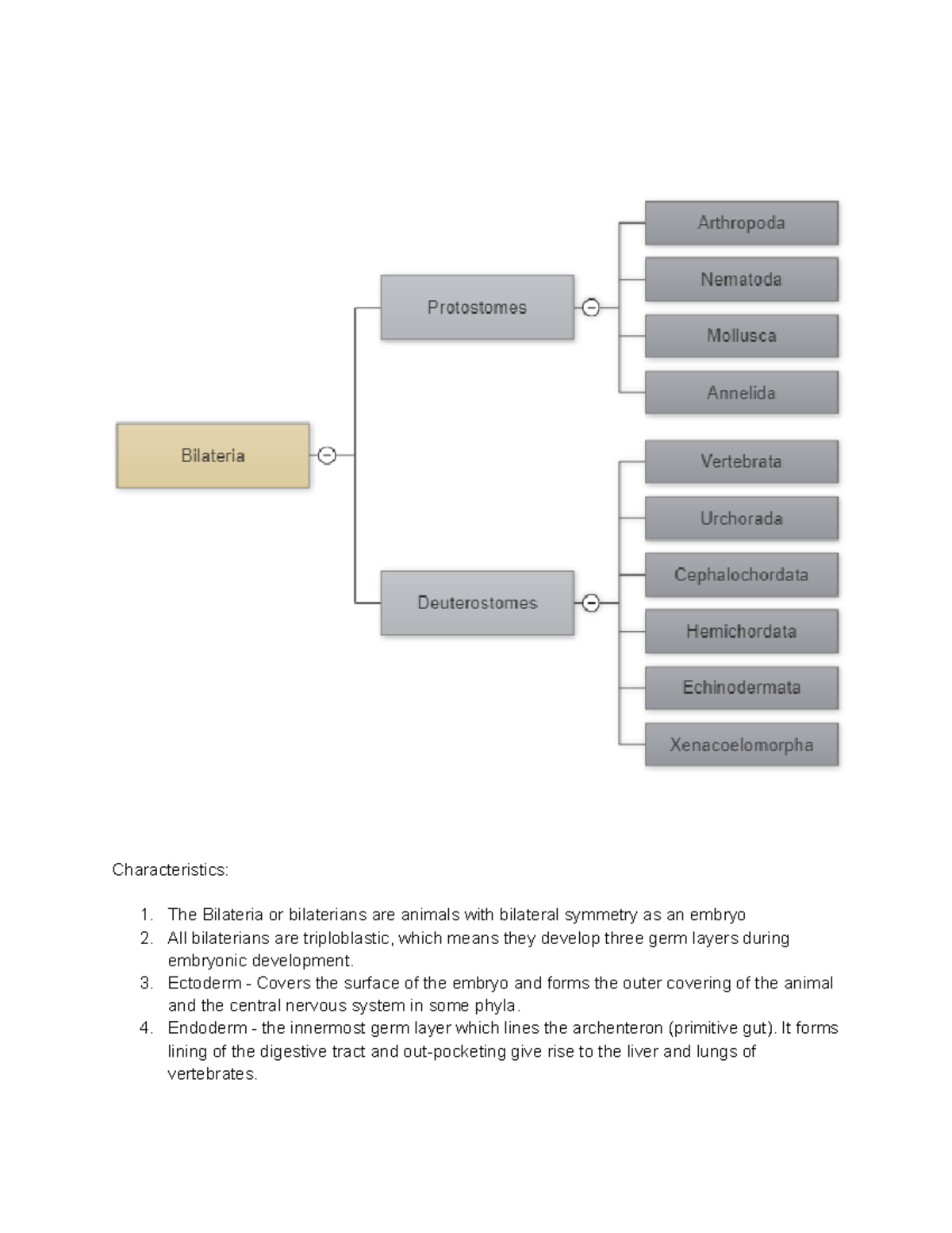 Bilateria - Acivities in lab - Characteristics: The Bilateria or ...