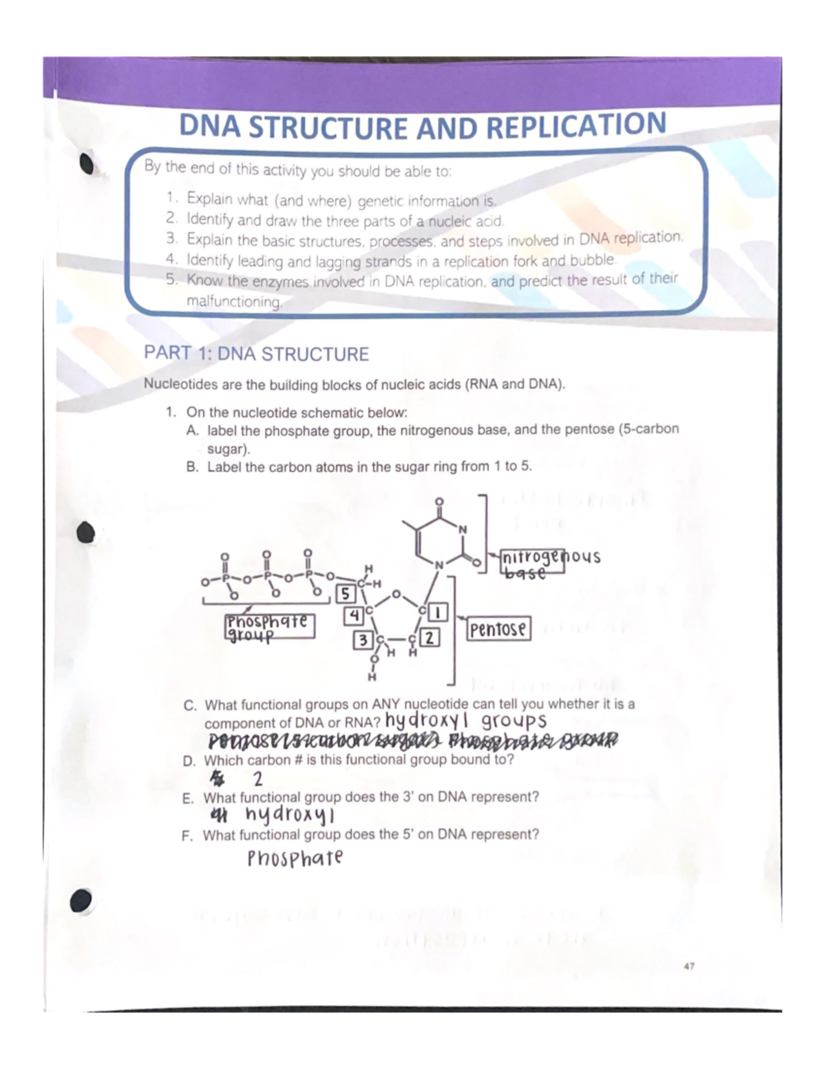 DNA Manual Discussion 5 - DNA STRUCTURE AND REPLICATION the end of this activity you should be ...