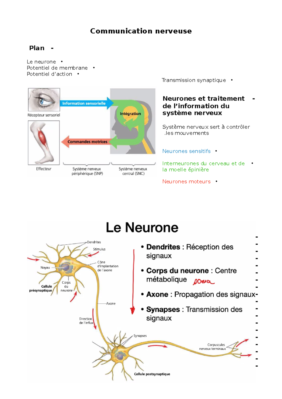 CM CH2 Communication nerveuse - Communication nerveuse Plan - Le ...
