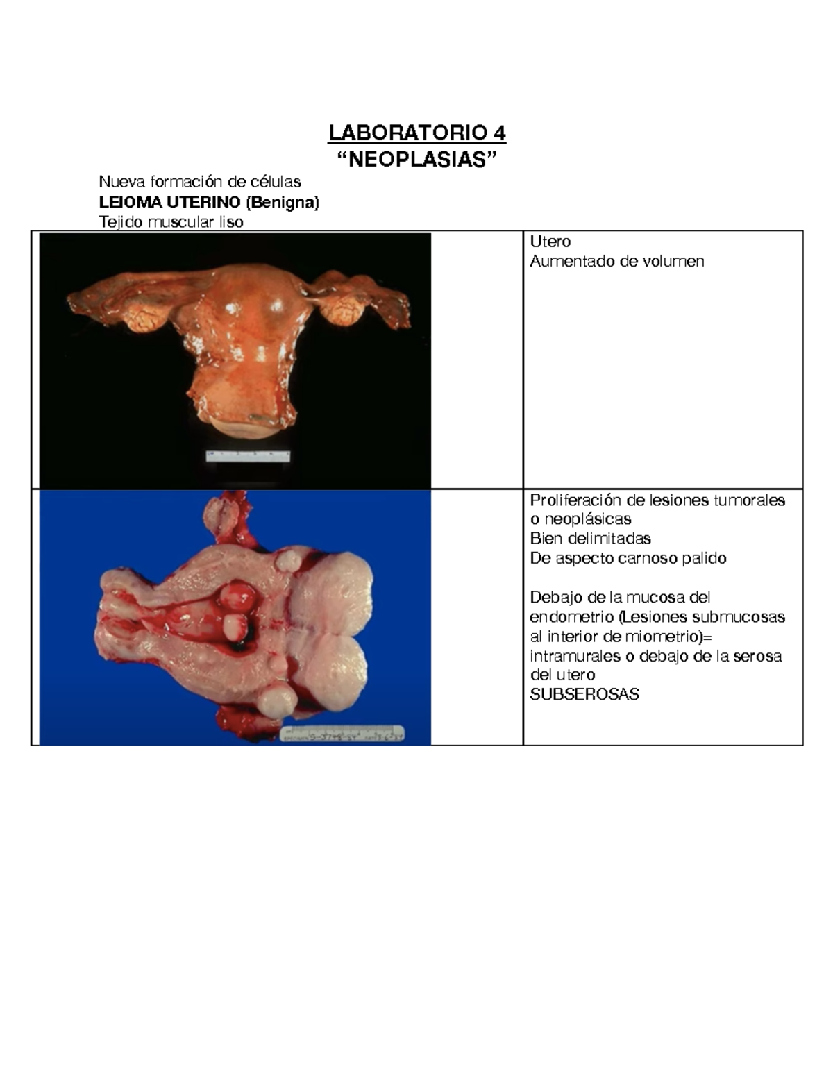 Lab 4 y 5 - LABORATORIO 4 “NEOPLASIAS” Nueva formación de células ...