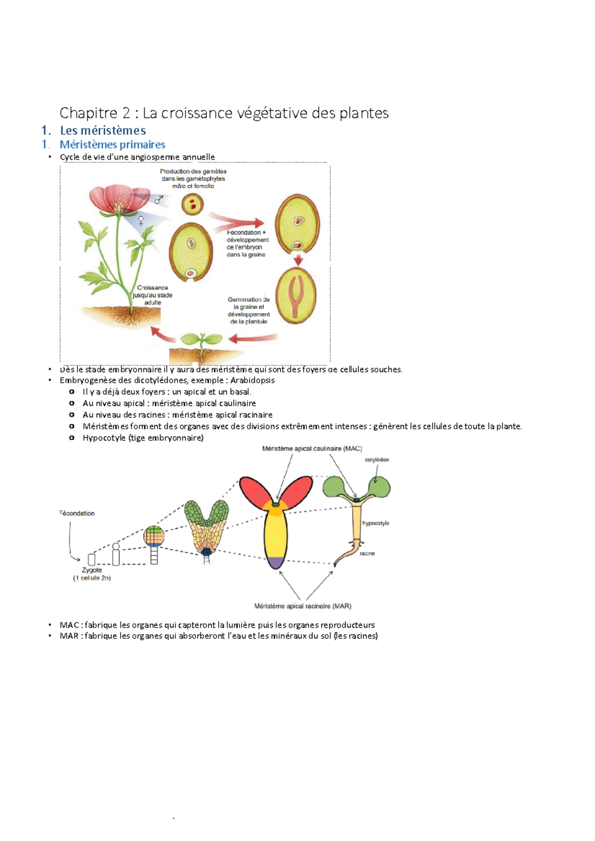 Physiologie végétale chapitre 2 La croissance végétative des plantes ...