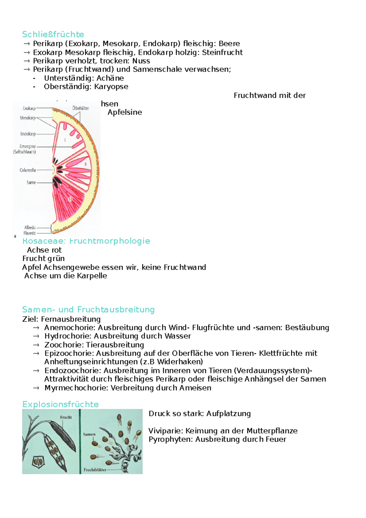 4b Früchte - Notizen - Schließfrüchte Perikarp (Exokarp, Mesokarp ...