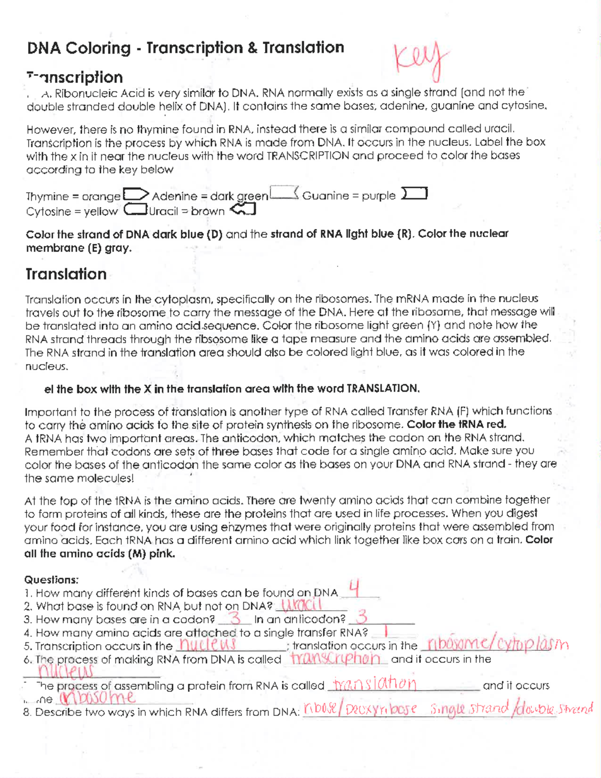 DNA Packet and practice worksheet key - BIOL 313 - Studocu