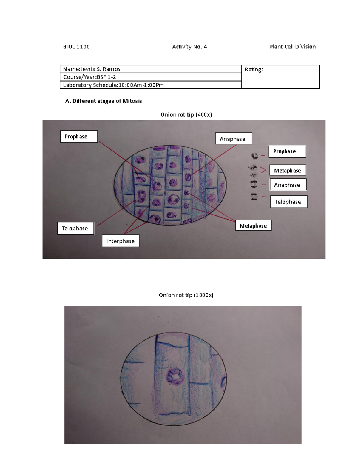 Activity 4-Cell Division - BIOL 1100 Activity No. 4 Plant Cell Division ...