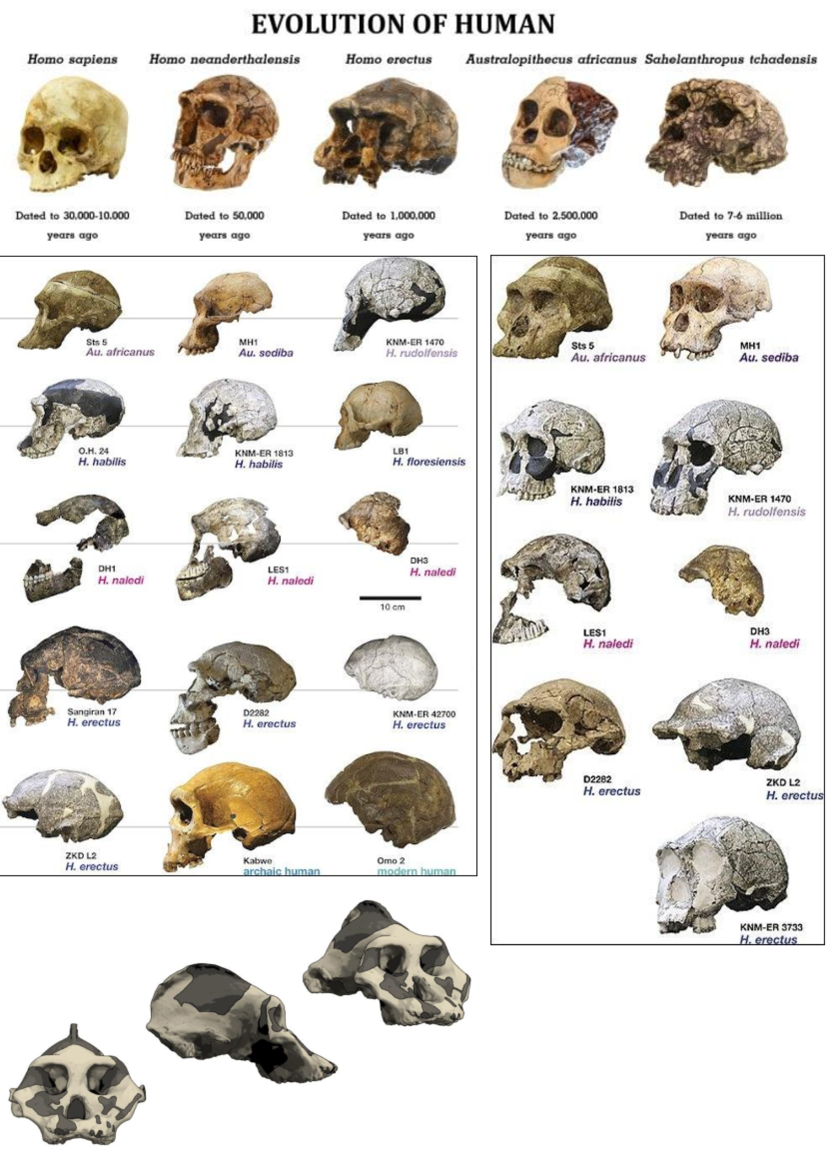 cranial comp of hominins and ancestors - EVOLUTION OF HUMAN Homo ...