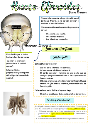 Recto - Resumen Anatomia Humana - Recto: es la porción pélvica del tubo ...