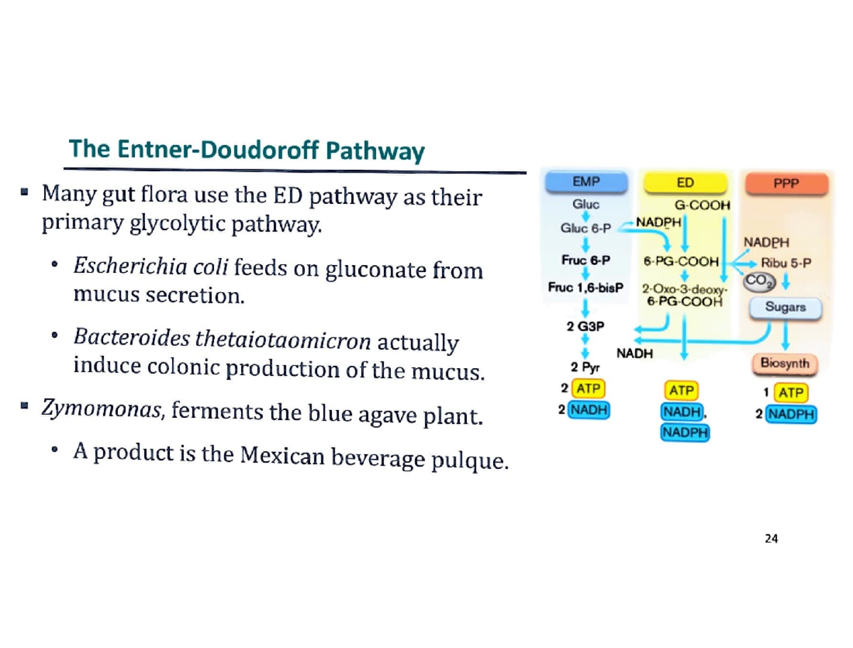 Chap 13 part 2 - Chap 13 - The Entner-Doudoroff Pathway Many gut flora ...