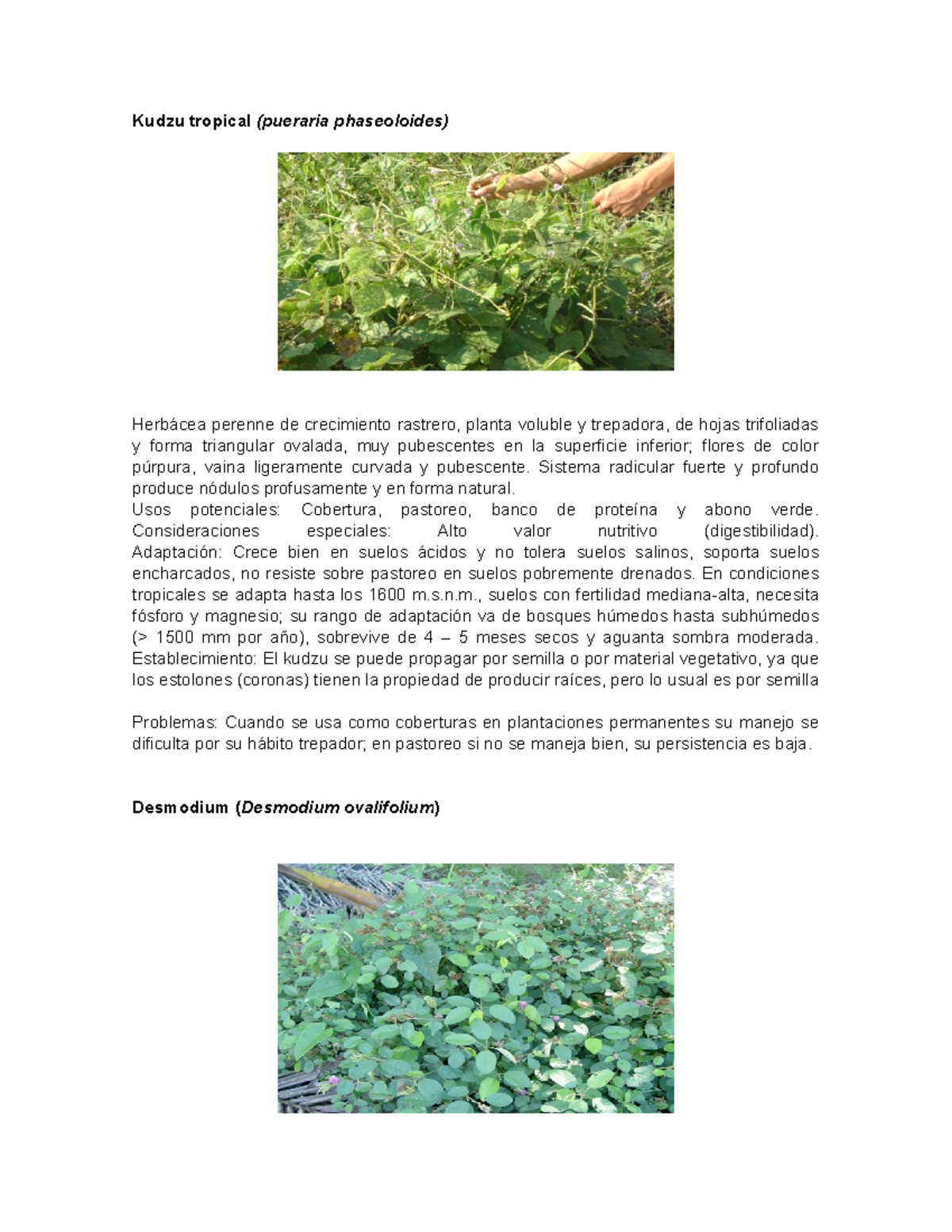 Forrajes 123 - Kudzu tropical (pueraria phaseoloides) Herbácea perenne ...