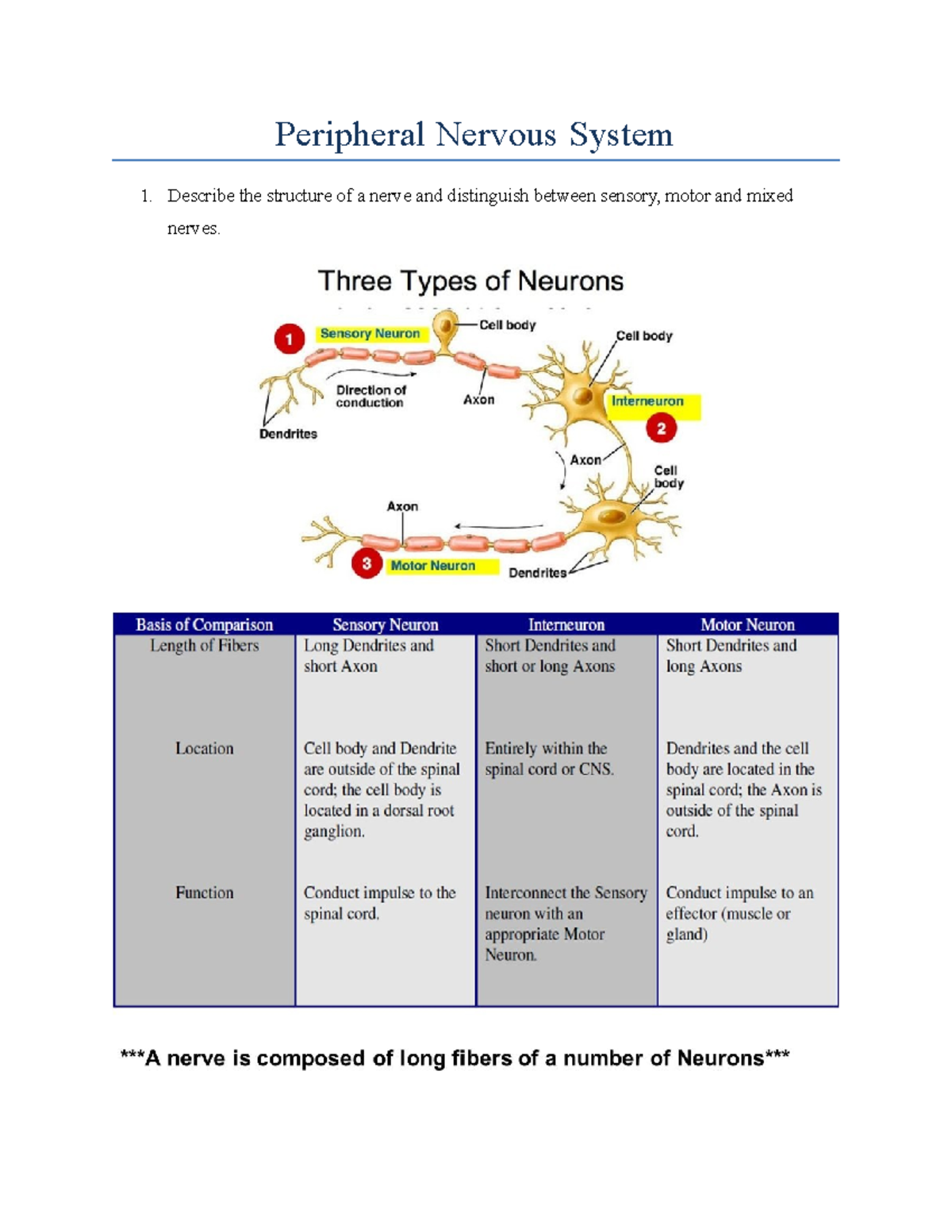 Anatomy and Physiology Peripheral Nervous System week 6 - Peripheral ...