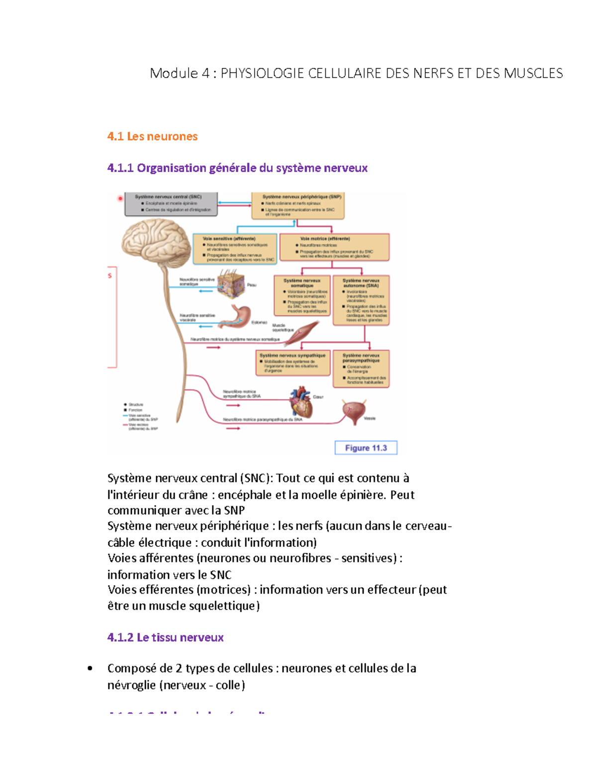 Module 4 Physiologie Cellulaire DES Nerfs ET DES Muscles - 4 Les ...