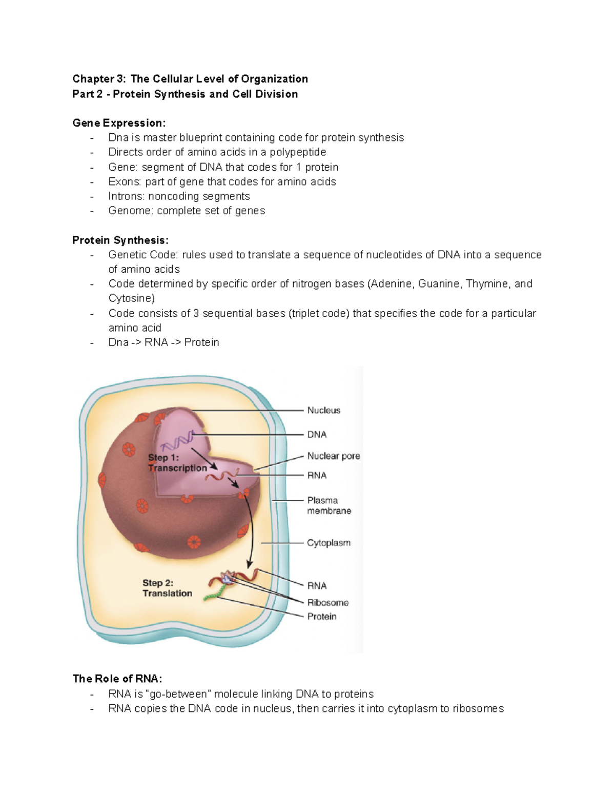 Chapter 3 Part 2 - Chapter 3: The Cellular Level of Organization Part 2 ...