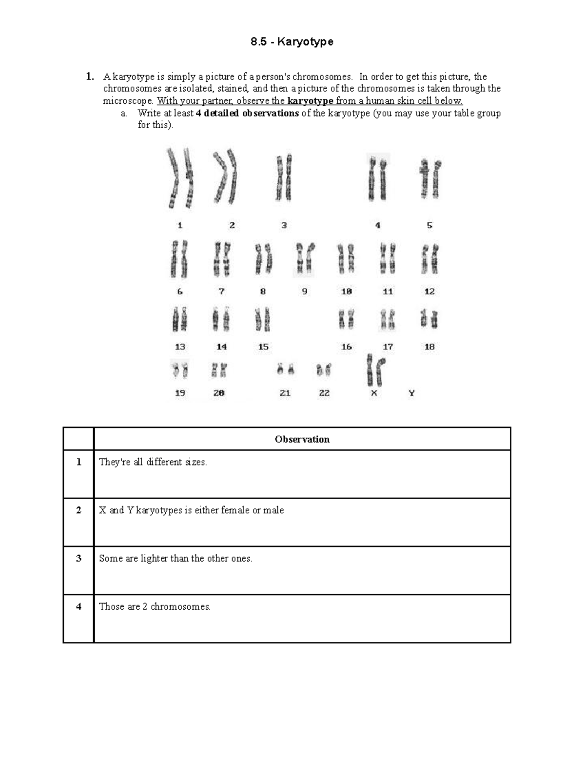 8.5 - Karyotype - biology work for silverado highschool - 8 - Karyotype ...