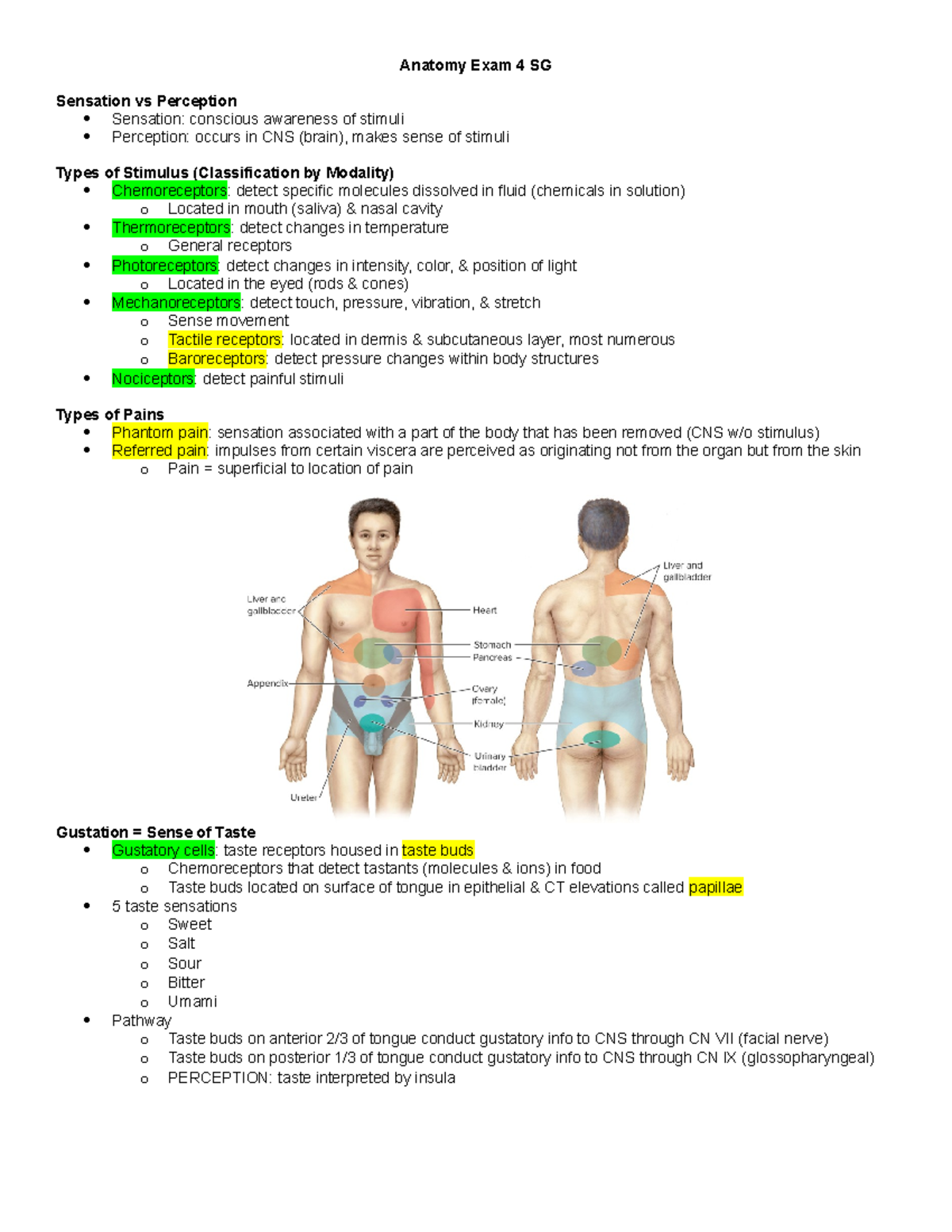Anatomy EXAM 4 Study Guide - Anatomy Exam 4 SG Sensation vs Perception ...