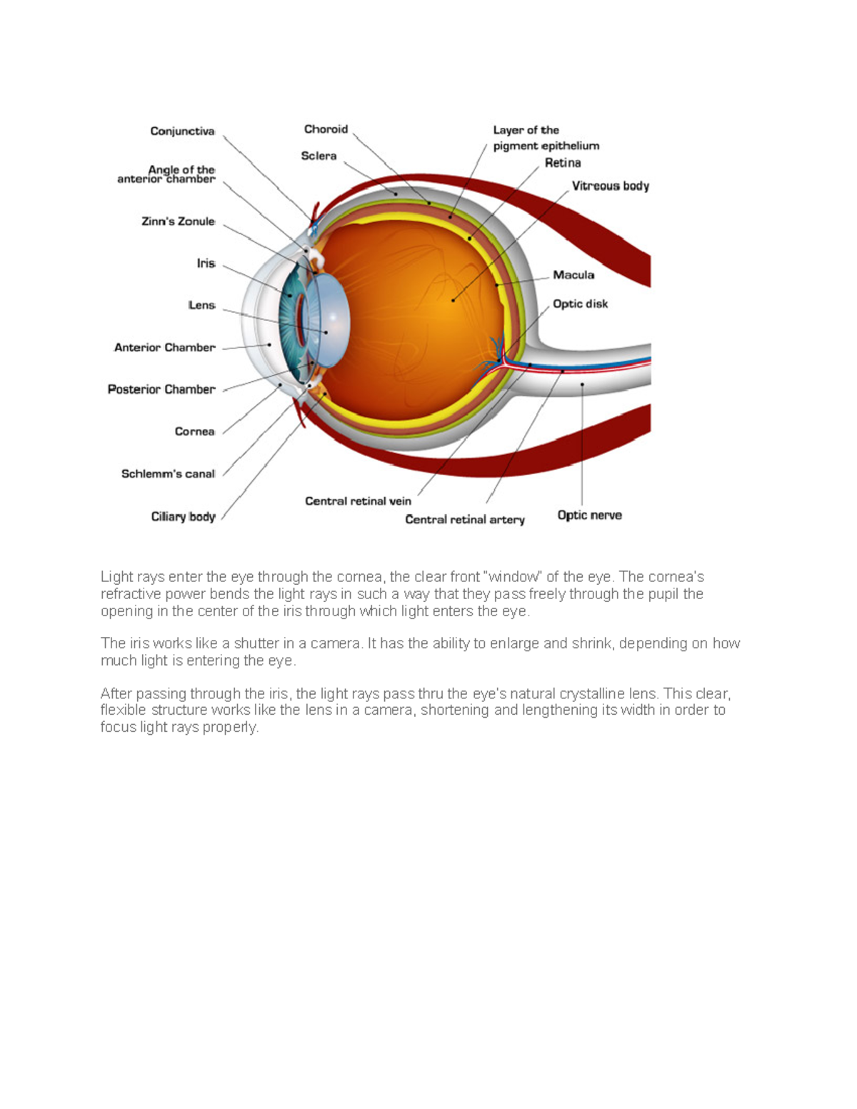 Anatomy and physiology of the eye - Light rays enter the eye through ...