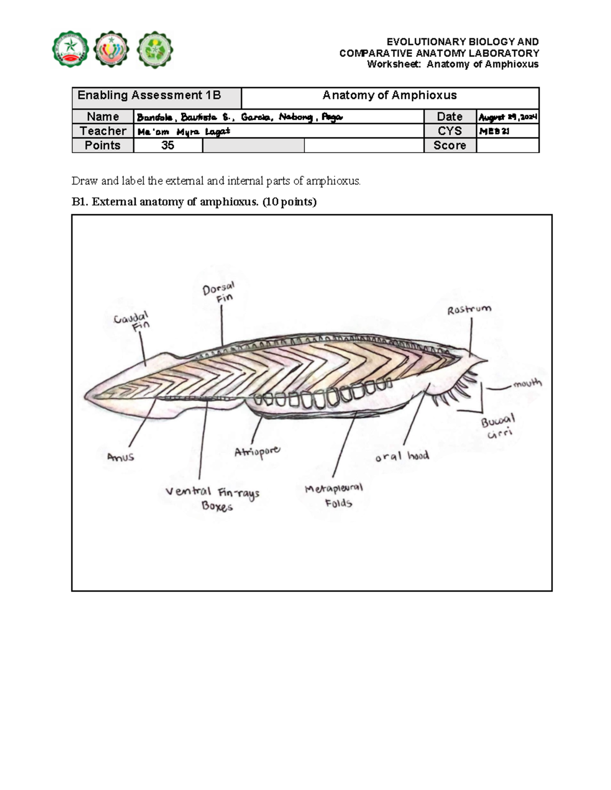 Worksheet Module 2 Anatomy of Amphioxus - EVOLUTIONARY BIOLOGY AND ...
