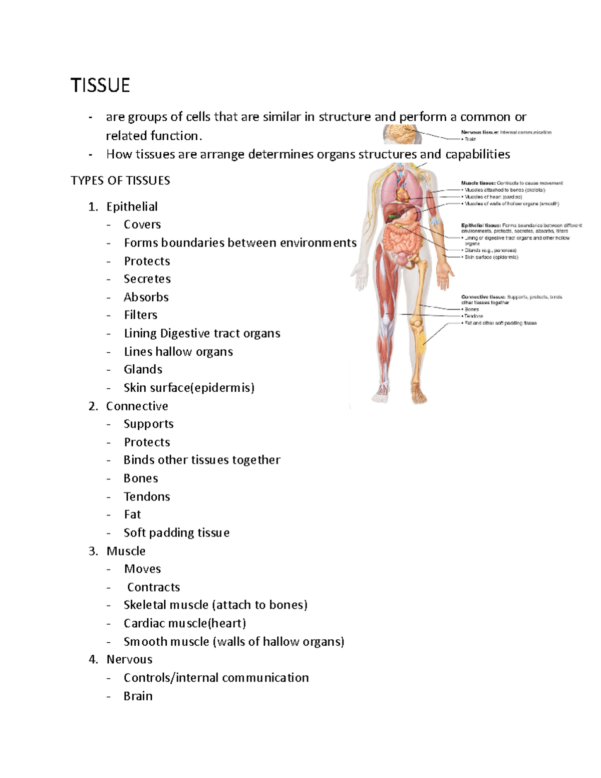 Tissue - Anatomy and physiology notes the textsbook - TISSUE are groups ...