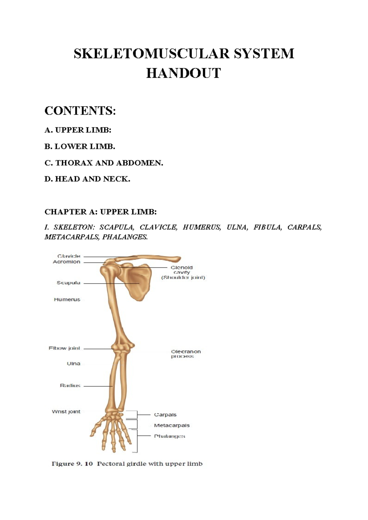 Skeletomuscular System Handout - SKELETOMUSCULAR SYSTEM HANDOUT ...