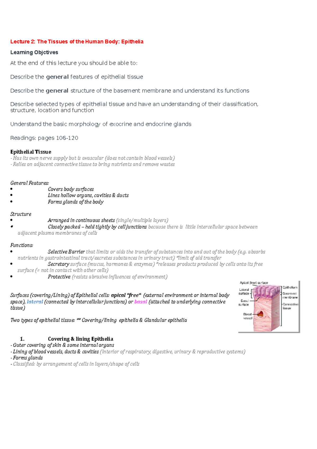 Lec 2 Epithelial tissue - Lecture 2: The Tissues of the Human Body ...