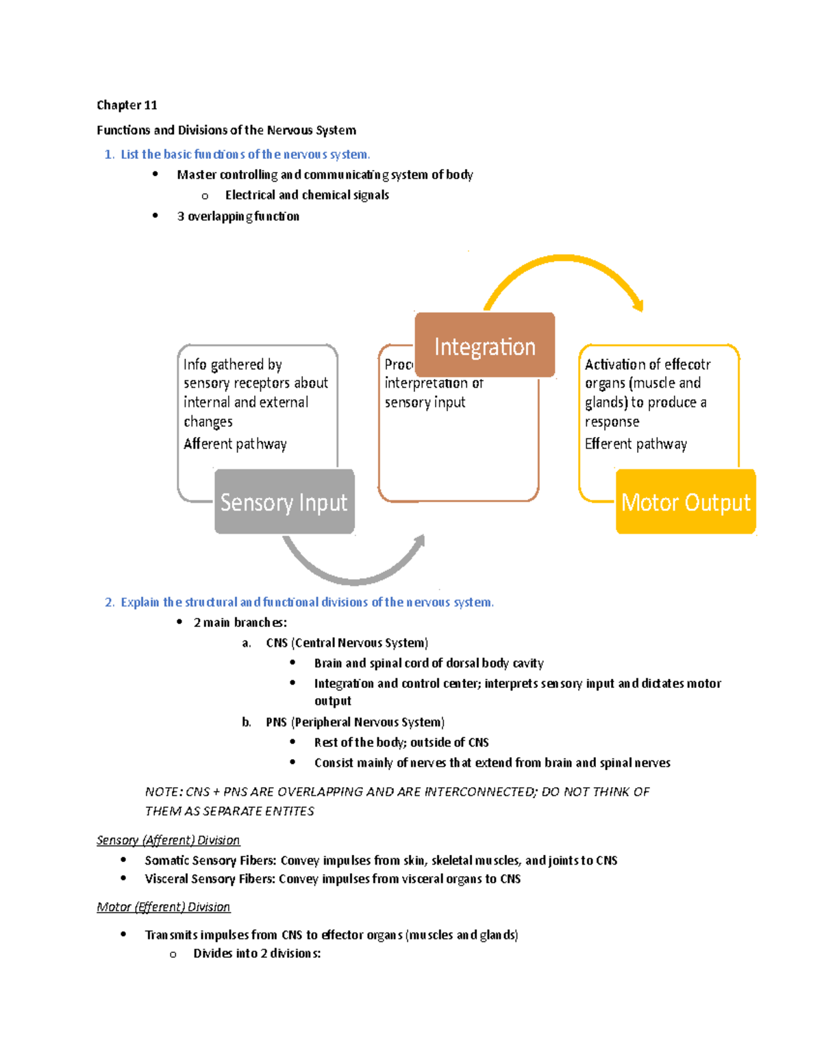 CH 11 Final Review Questions: Nervous System - Chapter and Divisions of ...
