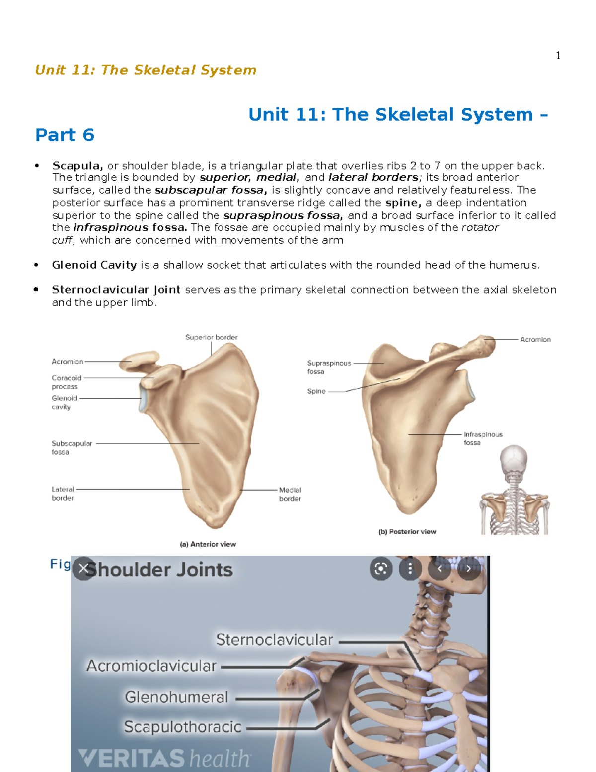 Unit 11-Skeletal System - Part 6 - Unit 11: The Skeletal System Unit 11 ...