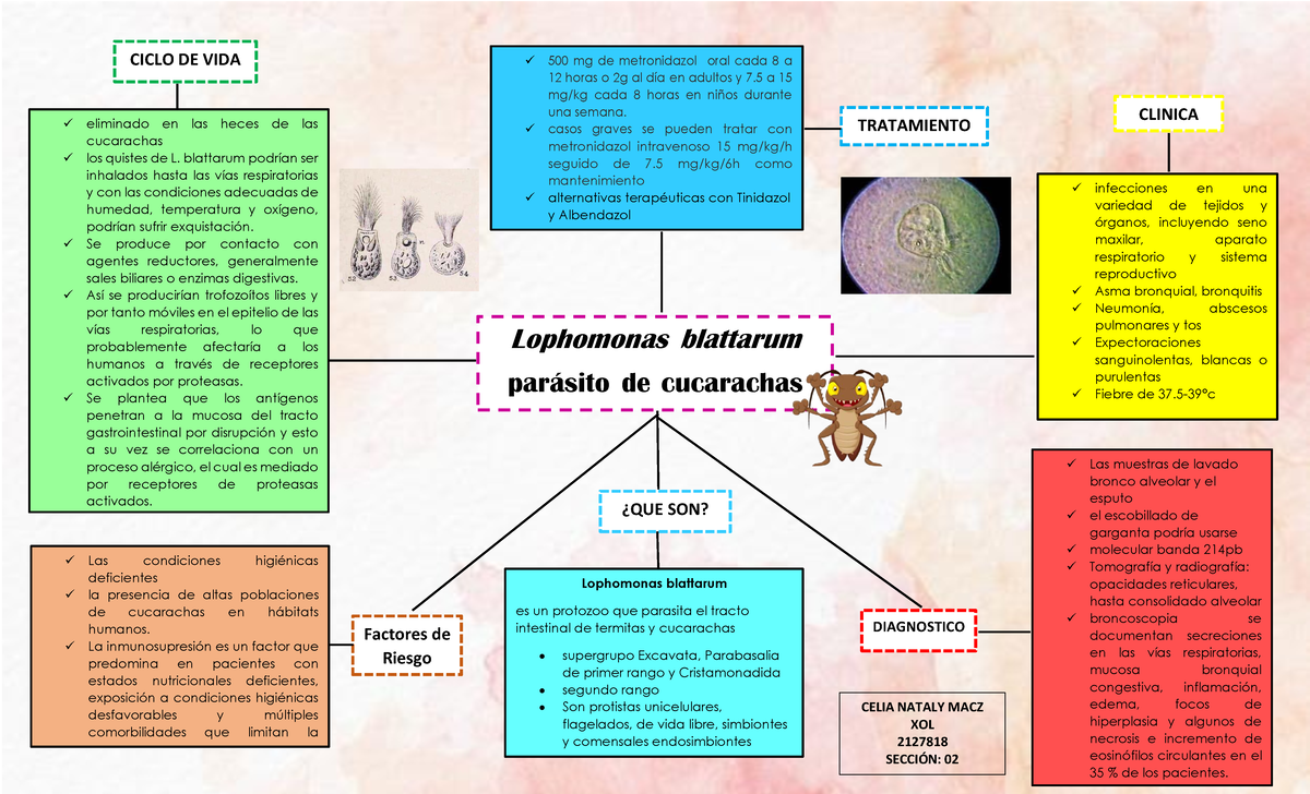 Cuadro sinoptico - Lophomonas blattarum par·sito de cucarachas CLINICA ...