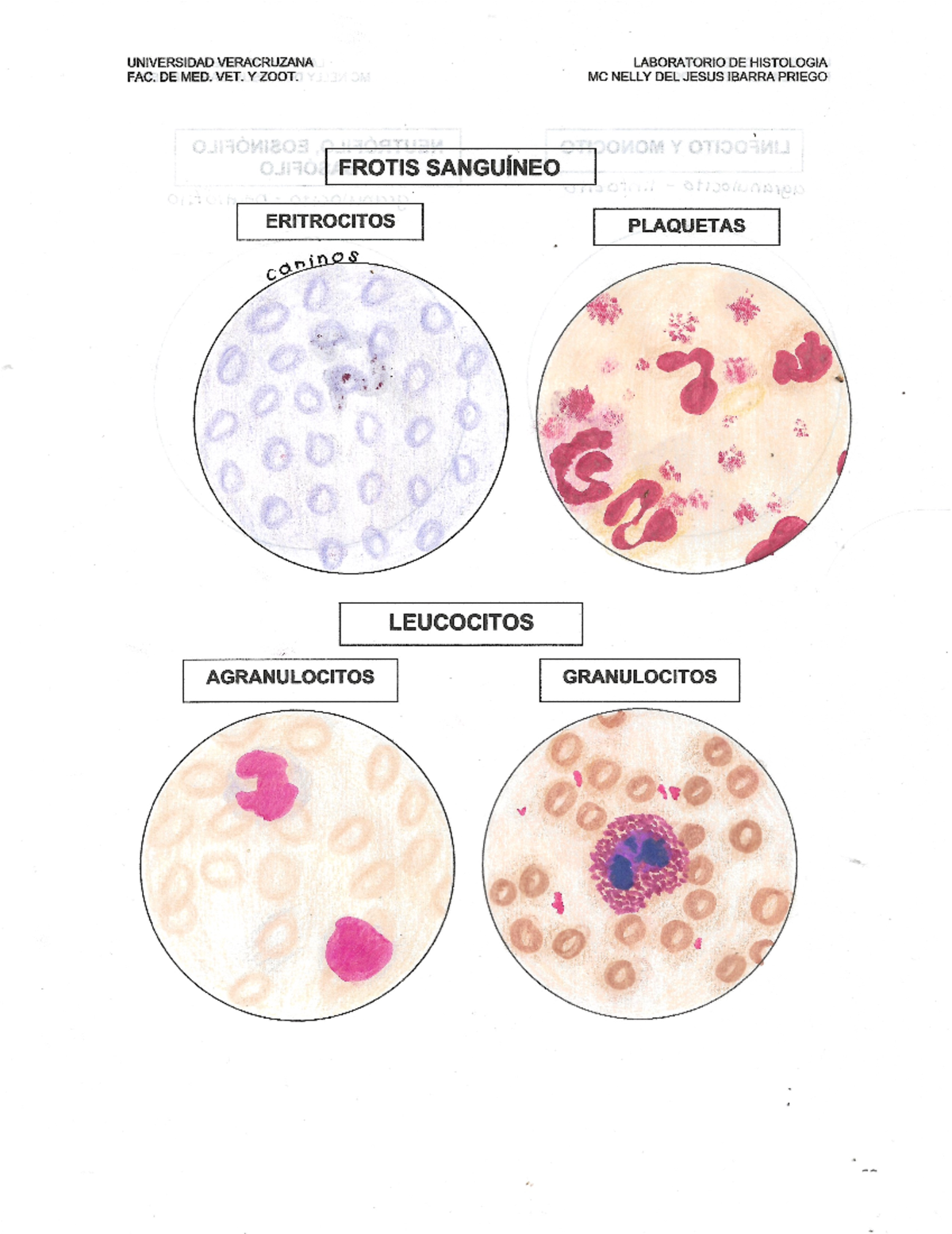 Práctica 10 Fradia Toledo - Histologia, Citologia Y Embriologia - Studocu