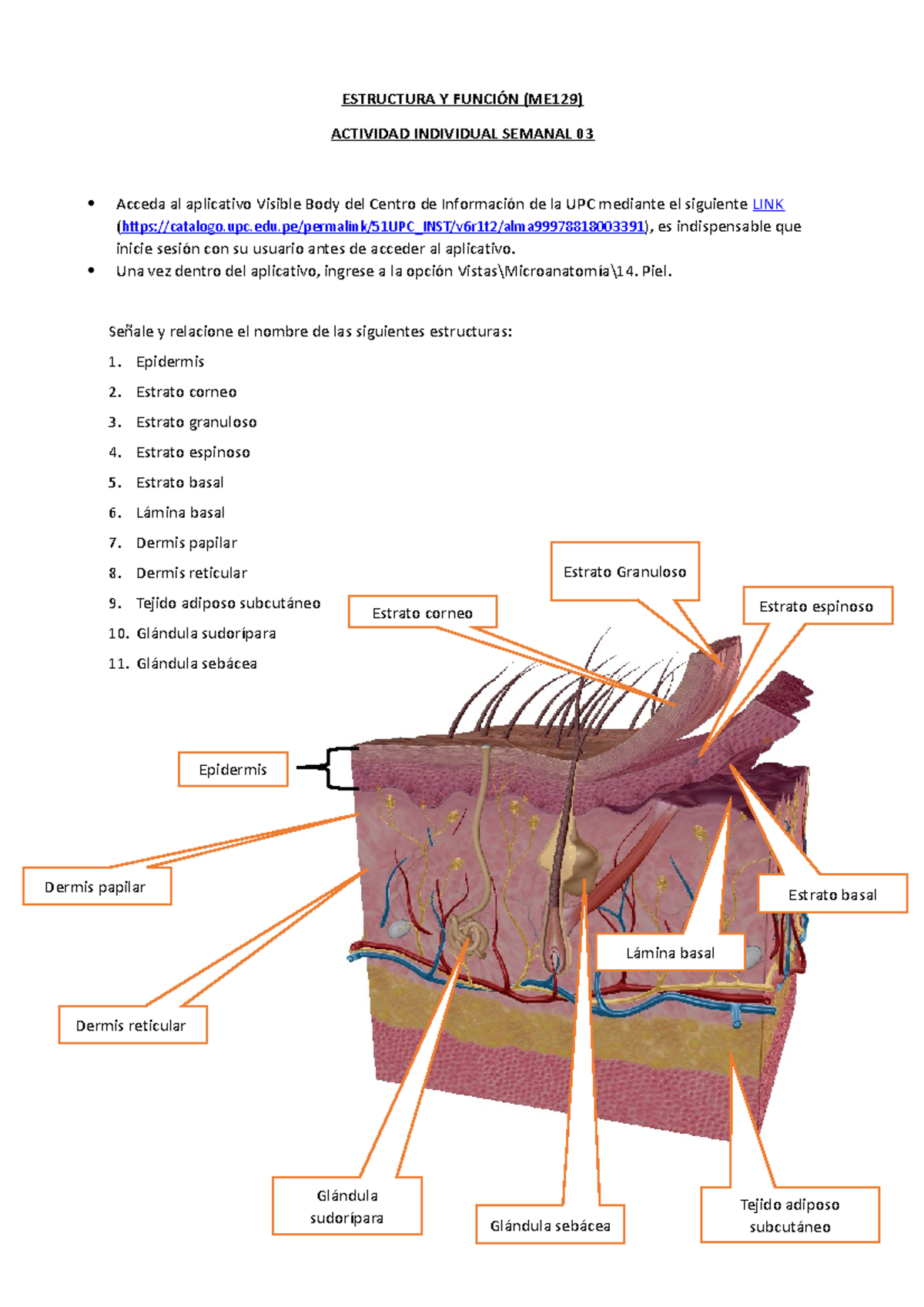 ME129 Ey F Tarea Sem03 24 - ESTRUCTURA Y FUNCIÓN (ME129) ACTIVIDAD ...
