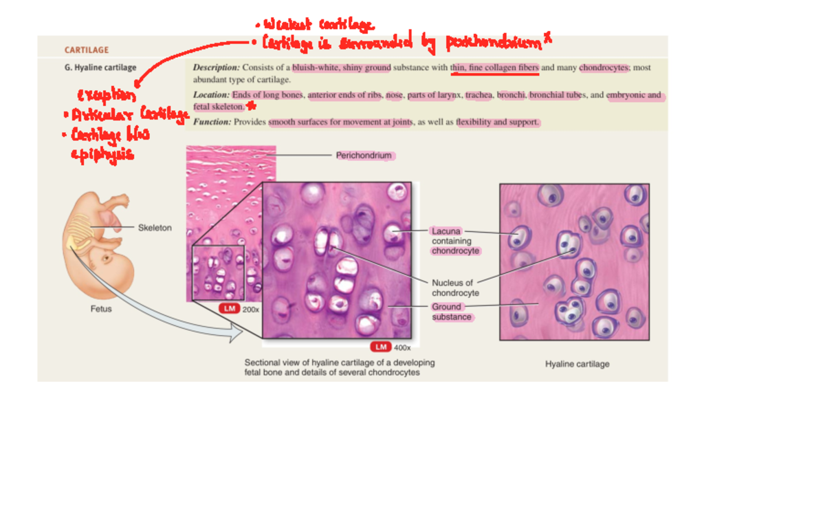 [@ Urstrulyrm] Tissue Level OF Organisation Chp - 3 - ·Weakest ...