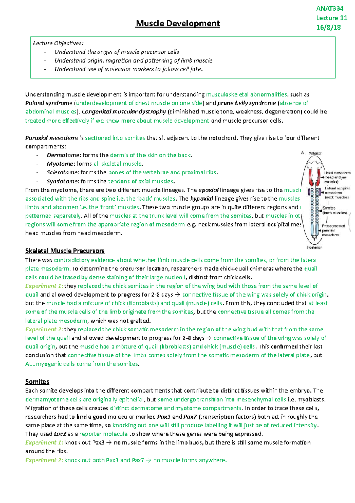 Lecture 11 - Muscle Development - Muscle Development Understanding ...