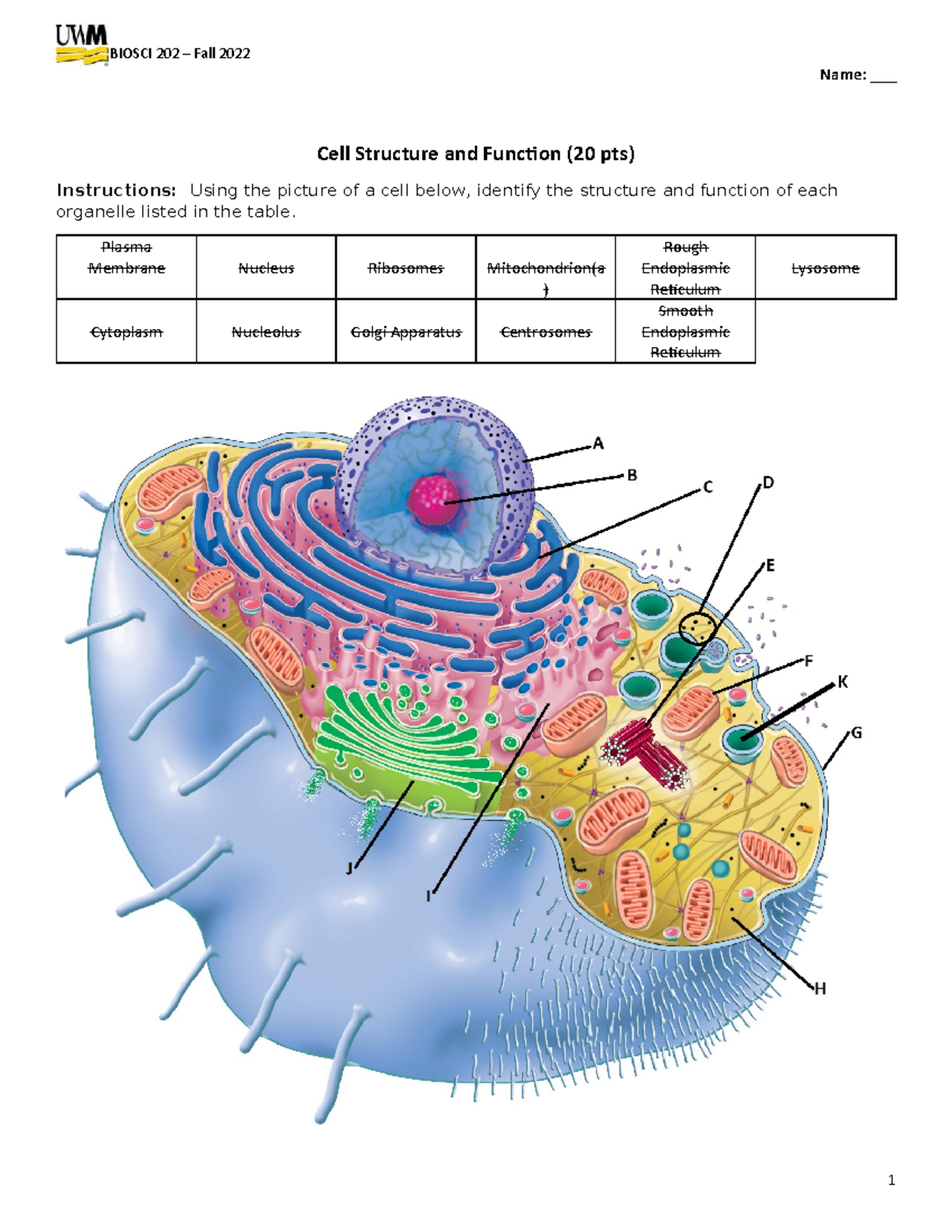 Cell Anatomy Activity - Fall 2022 - BIOSCI 202 – Fall 2022 Name ...