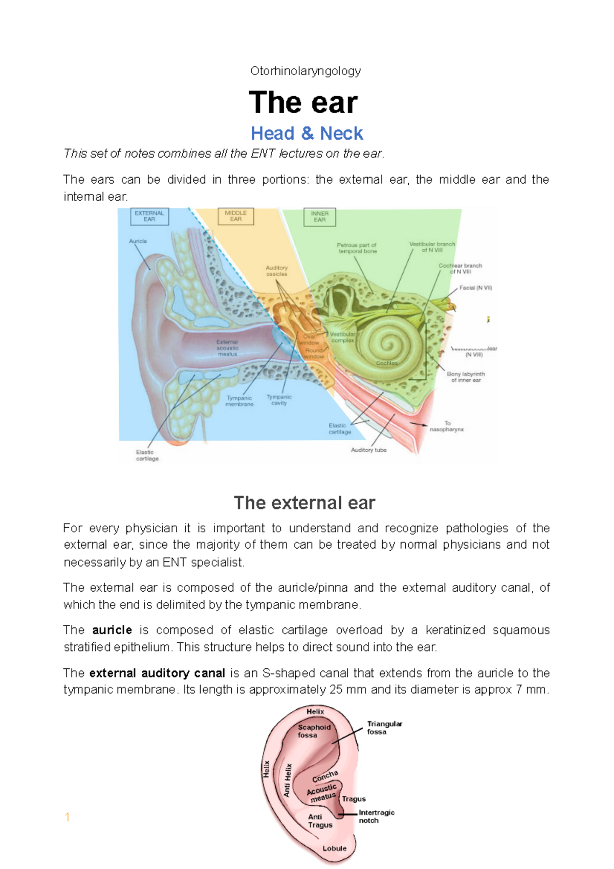 Ear pathologies ( external, middle and inner ear) - The ear Head & Neck ...
