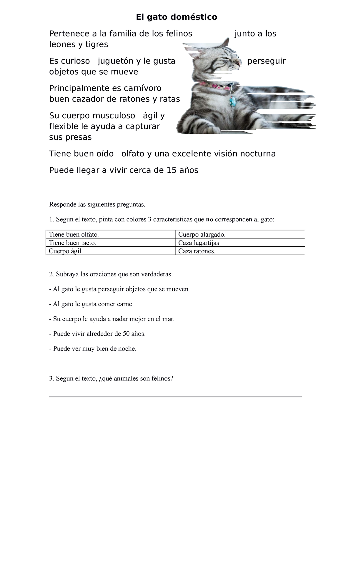 El gato doméstico texto - El gato doméstico Pertenece a la familia de ...