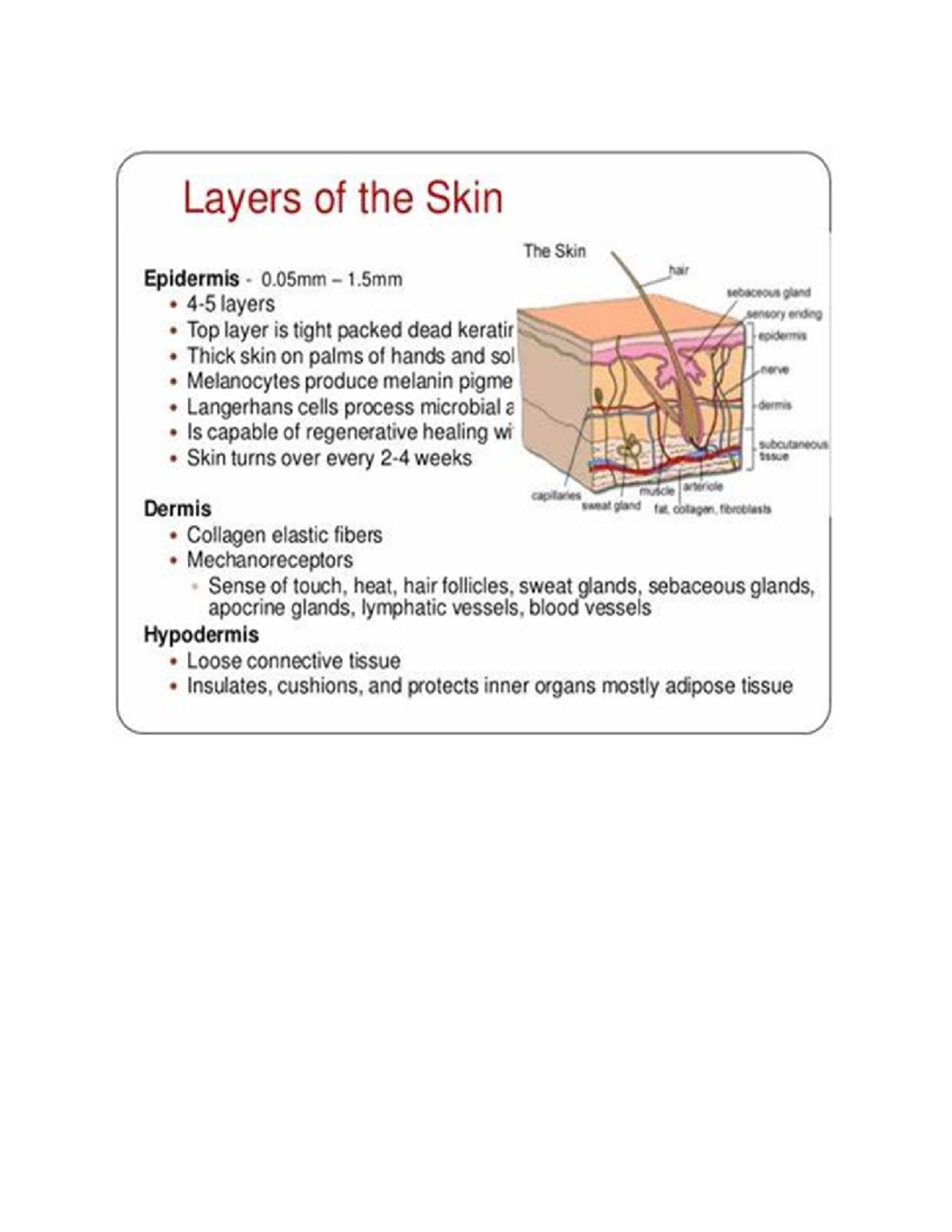 Skin components - helpful - BIOL 2401 - Studocu